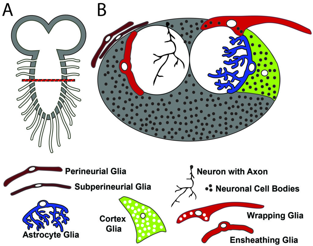 What we do | Coutinho-Budd Lab